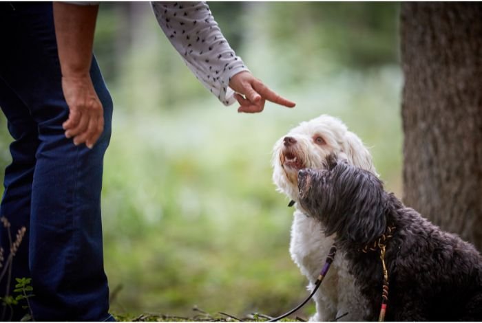 How to Teach Your Dog to Sit, Lie Down, and Stay Still in Just 5 Steps ...