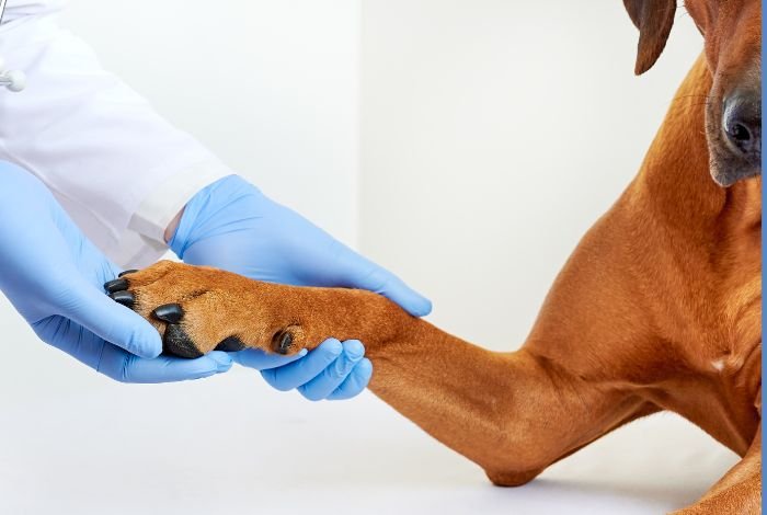 Keeping Your Dog’s Paws and Nails Healthy in the Summer: Essential Tips ...